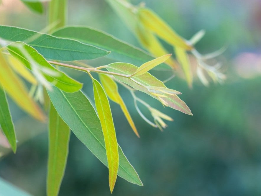 Discover Tencel® eucalyptus fibre – Rebello